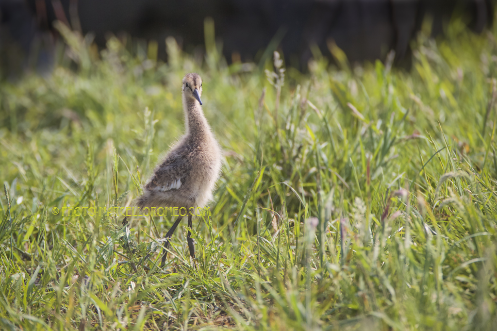 Hoendervogels / Gallinaceous Birds (Galliformes) | Marcello Romeo