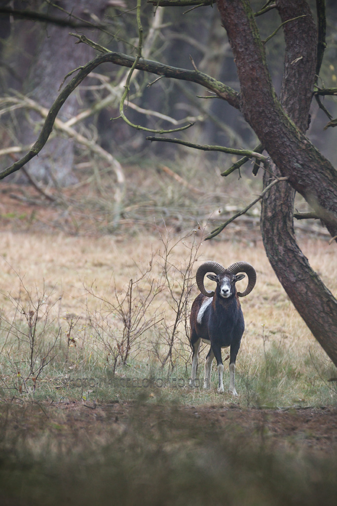 Moeflon / Mouflon (Ovis Orientalis Musemon) | Marcello Romeo