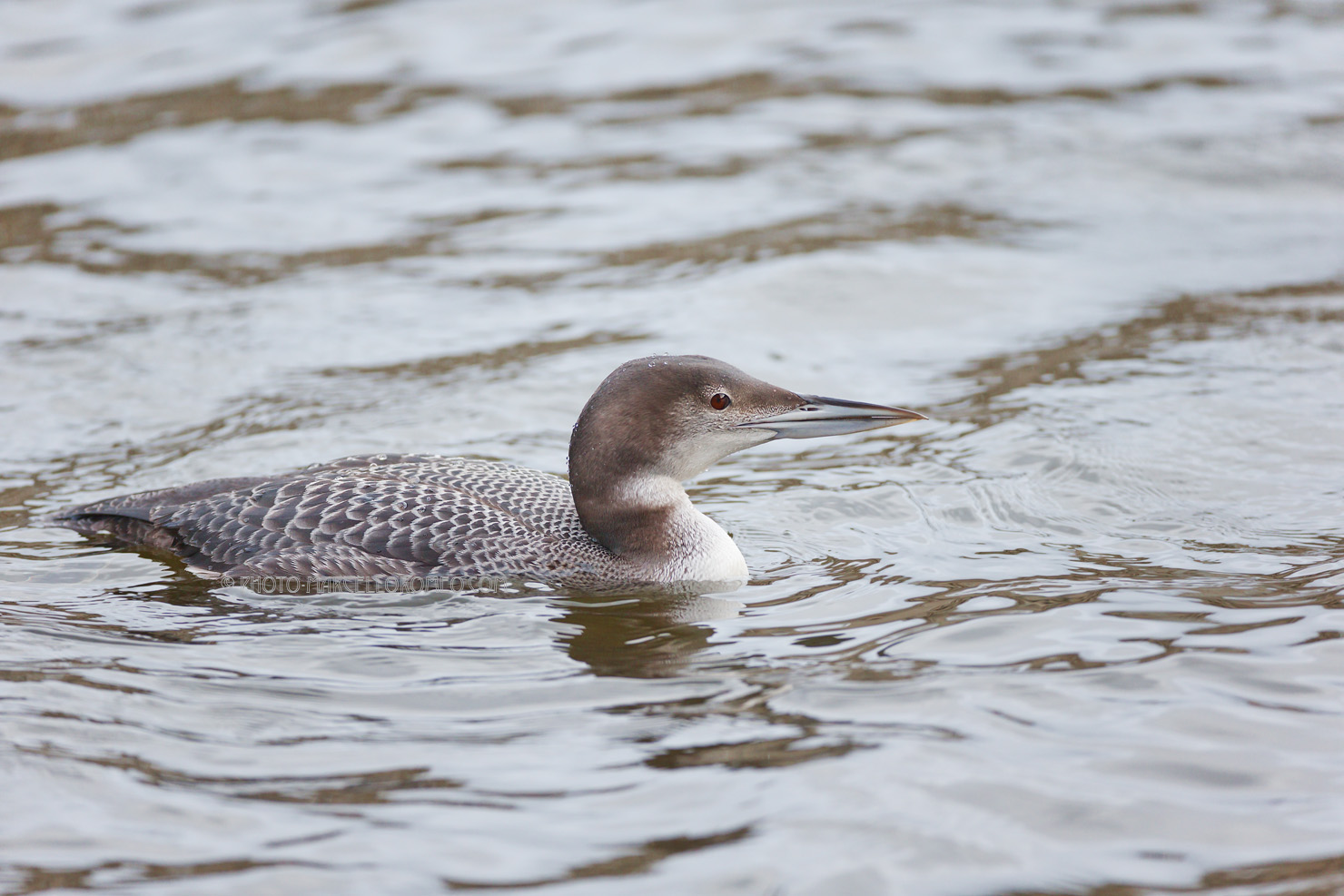 Hoendervogels / Gallinaceous Birds (Galliformes) | Marcello Romeo