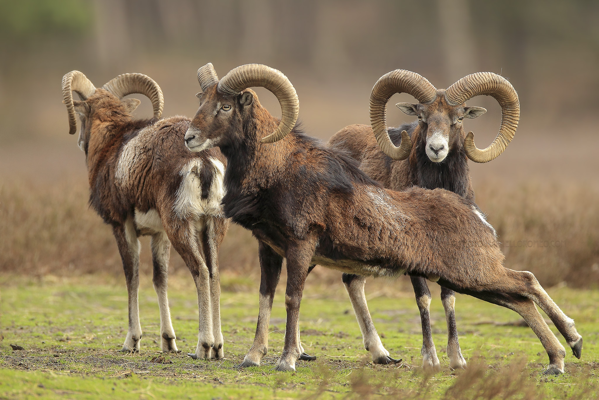 Moeflon / Mouflon (Ovis Orientalis Musemon) | Marcello Romeo