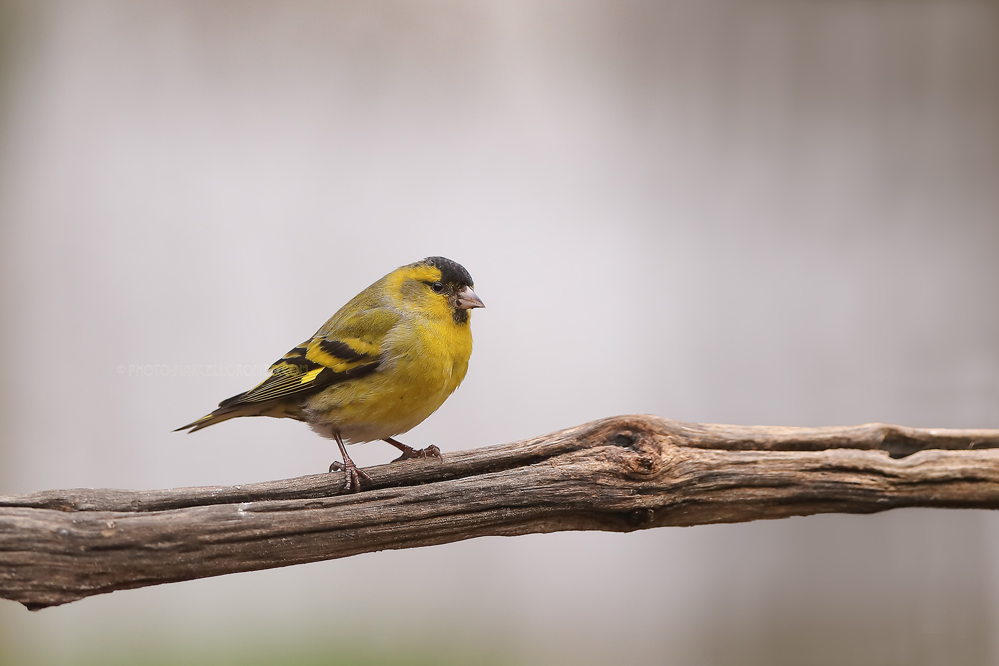 Vinkachtigen / True Finches (Fringillidae) | Marcello Romeo